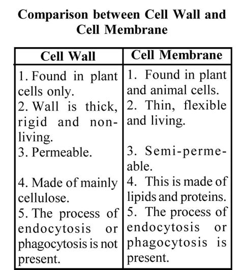 Cell Wall And Cell Membrane Difference
