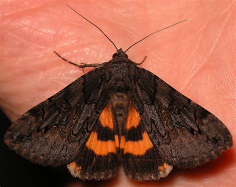 Sweetfern Underwing Catocala Antinympha Bugguide Net