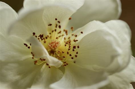 60000 Best Rose Images And Free Flower Photos Pixabay