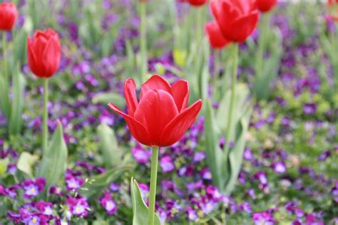 推荐系统（三）：基于矩阵分解的推荐算法 知乎