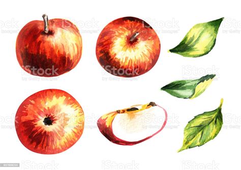 Apple Set Handdrawn Watercolor Illustration Stock Illustration