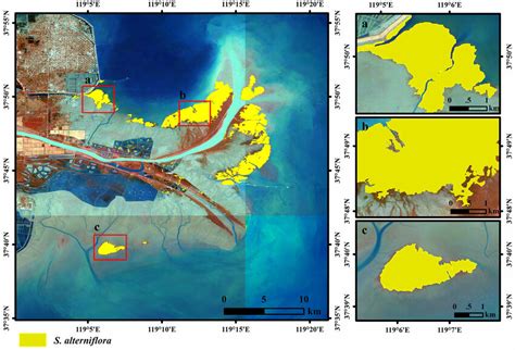 Details Of The Automatic Extraction Of S Alterniflora In This Article