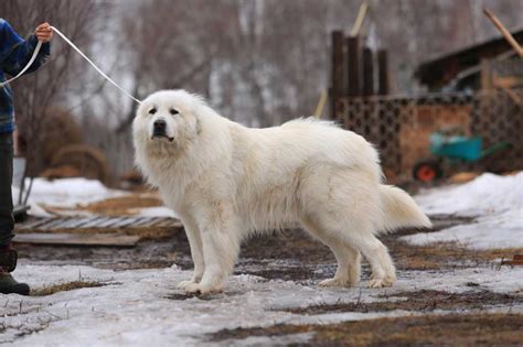 Chien De Montagne Des Pyrénées Caractéristiques Caractère Santé