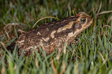 Bufonidae Imagens Download Grátis No Freepik
