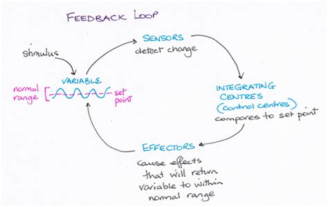 Normal Body Temperature Feedback Loop Solved Art Labeling Activity