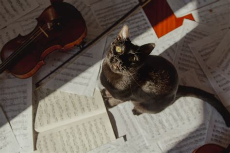 Cosè La Pece E Ogni Quanto Metterla Eleonora Umidon