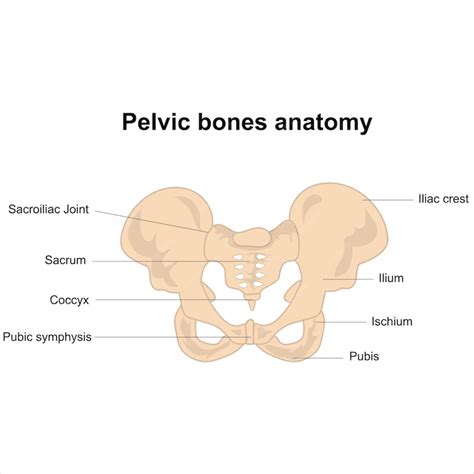 Pelvic Bones Anatomy Labeled Premium Vector