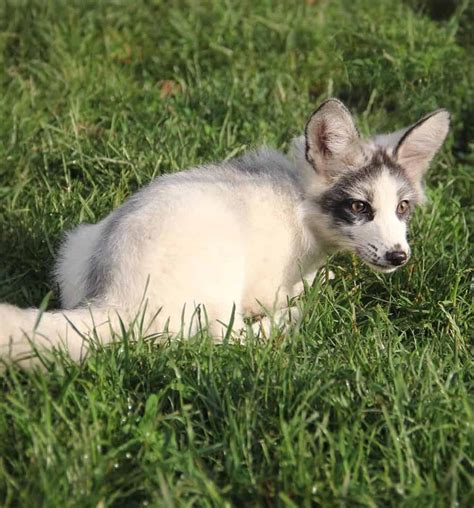 The Champagne Fox Or Pink Fox Is An Incredibly Rare Color Morph That