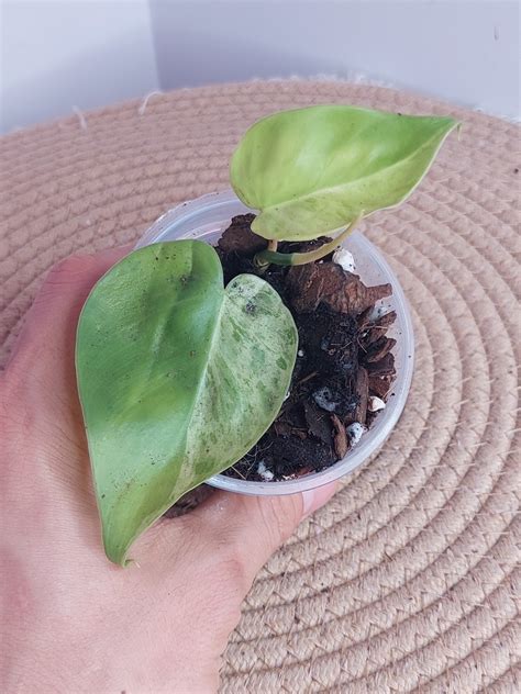 Philodendron Heartleaf Variegated 2 Soul Plant