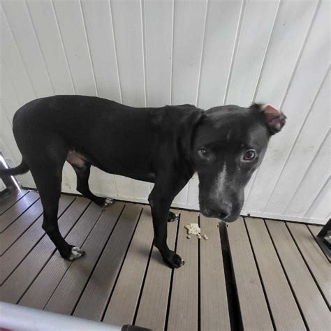 Adopt Scfl Stray 64099 Today Find Paw Pal