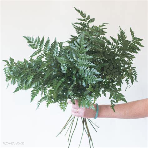 Ferns Used In Flower Arrangements