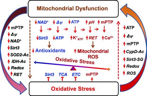 Crosstalk Between Mitochondrial Hyperacetylation And Oxidative Stress In Vascular Dysfunction
