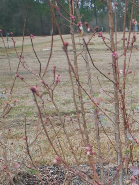 Blueberry Clusters Roboflow Universe