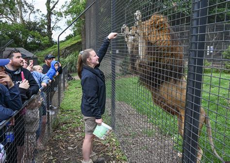 Animal Shows And Schedule — Shoalhaven Zoo