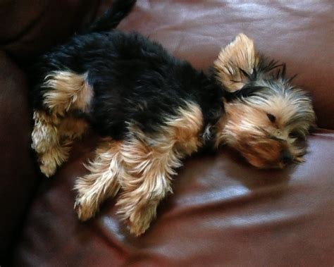Adorable Yorkshire Terrier Taking A Nap