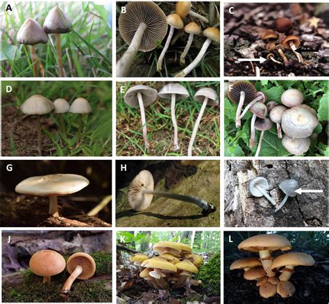 Mushroom Types Chart My XXX Hot Girl
