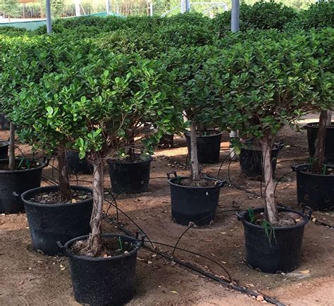 Ficus Diversifolia “single Head” Top Rated Plant Shop In Uae