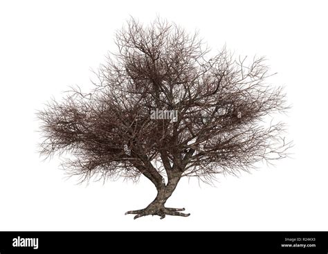 3d Rendering Of A Leafless Sakura Tree Isolated On White Background