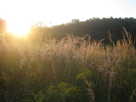 Economy Grass Mix Crp Seed Mix Buy Now