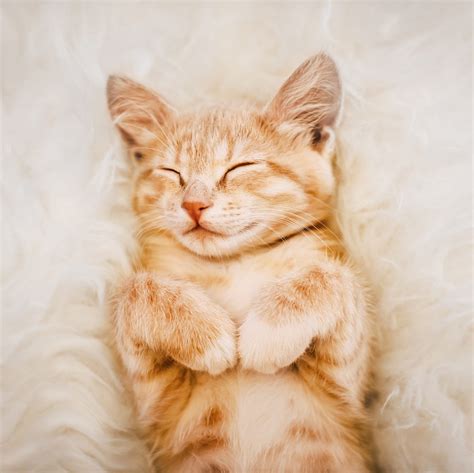 Female Cat Names And Meanings