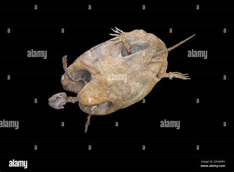 Prehistoric Turtle Reconstruction Of The Fossilised Remains Of A Giant