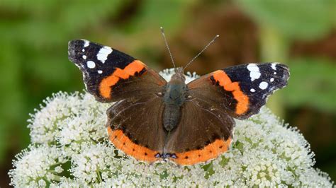 Red Admiral Butterfly Life Cycle Vanessa Atalanta Wikipedia