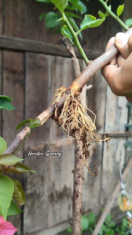Air Layering Results Multiply Plants Hasil Cangkok Bugenvil