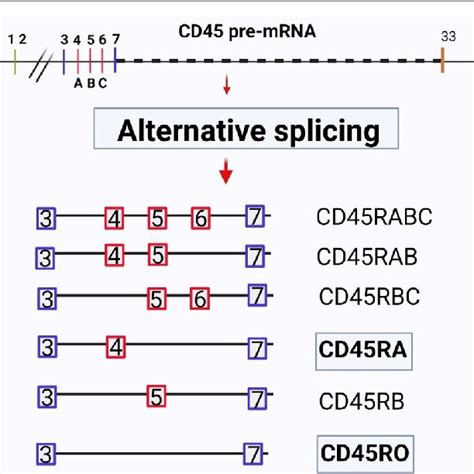 Splicing Of Cd45 Pre Mrna Results In Generation Of Distinct Isoforms