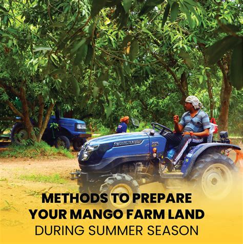 Top 10 Techniques To Boosting Your Mango Farm Land Blog