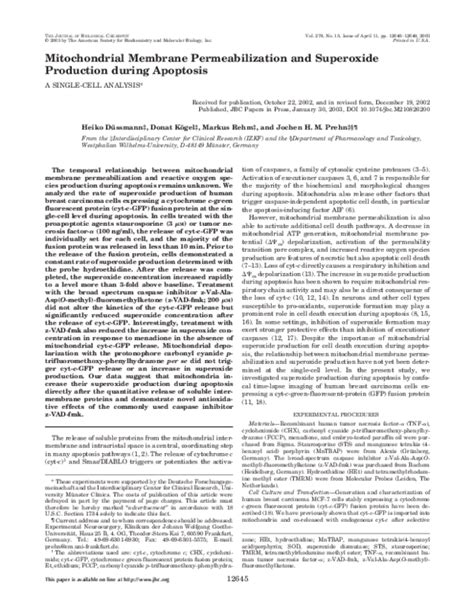 Pdf Mitochondrial Membrane Permeabilization And Superoxide Production During Apoptosis