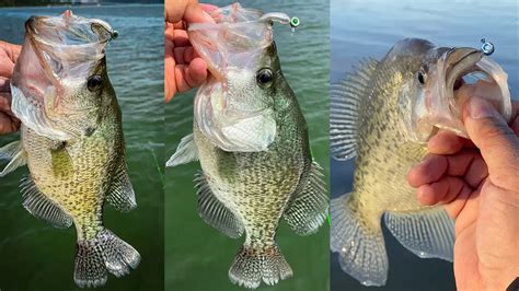 Basstrix Mini Trix Review Wired2fish