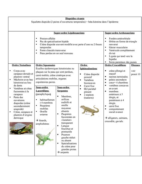 Tableau Classification Reptiles Diapsides Vivants Squelette Diapside