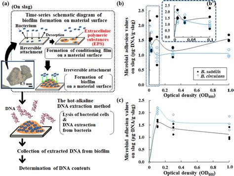 Adsorption Isotherm Analysis Of The Amount Of Microbial Biofilm Download Scientific Diagram