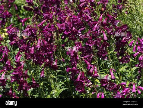 Purple Penstemon Raven Plantaginaceae A Hybrid Penstemon Also Know