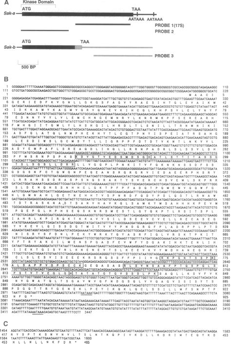 Schematic Of The Sak Cdnas And Nucleotide Sequence A The Open Download Scientific Diagram