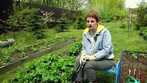 Садовый мир ТАК ВСЕ УСЫ Клубники Точно Приживутся Размножение