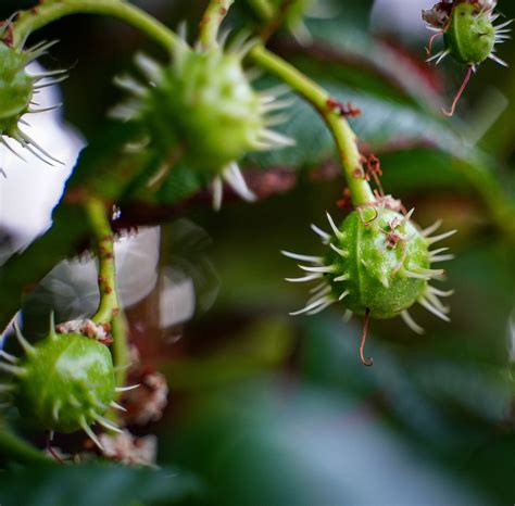 Chestnuts Chestnut Tree Growth Free Photo On Pixabay Pixabay