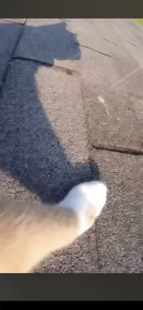 노래부르면서 산책하는 고양이 소리 미첬음 인스티즈 Instiz 이슈 카테고리