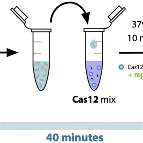 Lamp Cas12 Diagnostic Method For Sars Cov 2 Detection Schema Shows The