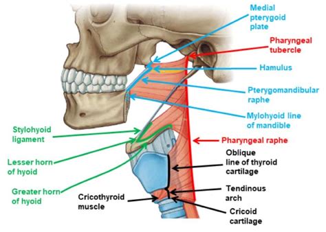 Pharyngeal Raphe
