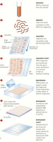 Manipulating Genomes Flashcards Quizlet