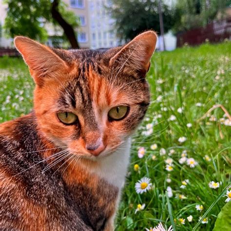 Dotty Contest Entry 47452 Modern Cat