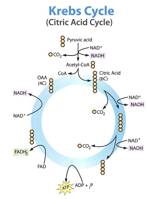 Explain Krebs Cycle With Diagram Class 11 At Heather Garcia Blog