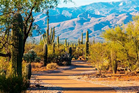 Saguaro National Park Visitors Guide