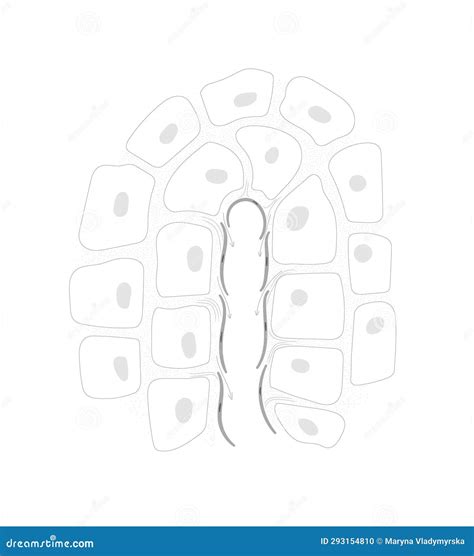 The Lymph System Line Drawing Structure Of The Terminal End Of Lymphatic Capillary And