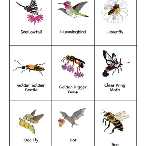 Biodiversity Pollinator Simulation Activity Classful