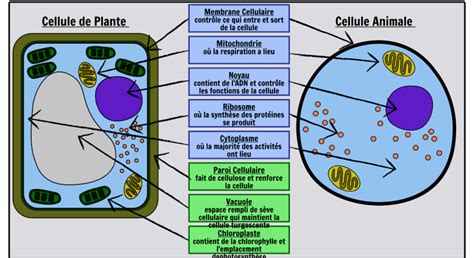 Comprendre Apprendre Et Retenir Avec Jeretiens Le Site Facile à