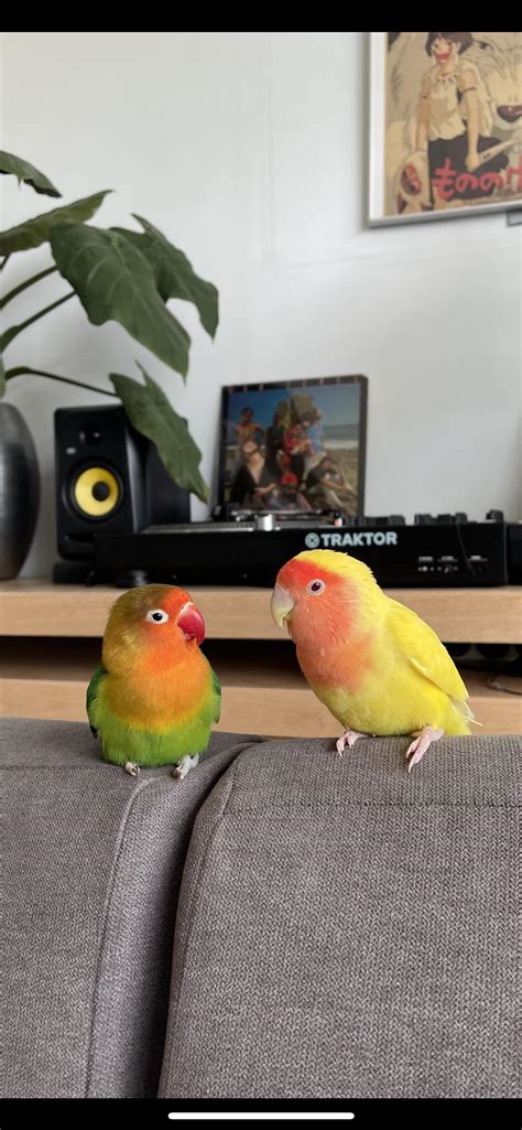 Mango And Peach R Lovebirds