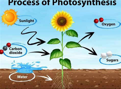 Pasos De La Fotosíntesis En Las Plantas De La Luz Al Alimento