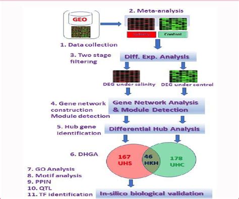 Analytical Steps In Flowchart Form Deg Differentially Expressed Download Scientific Diagram